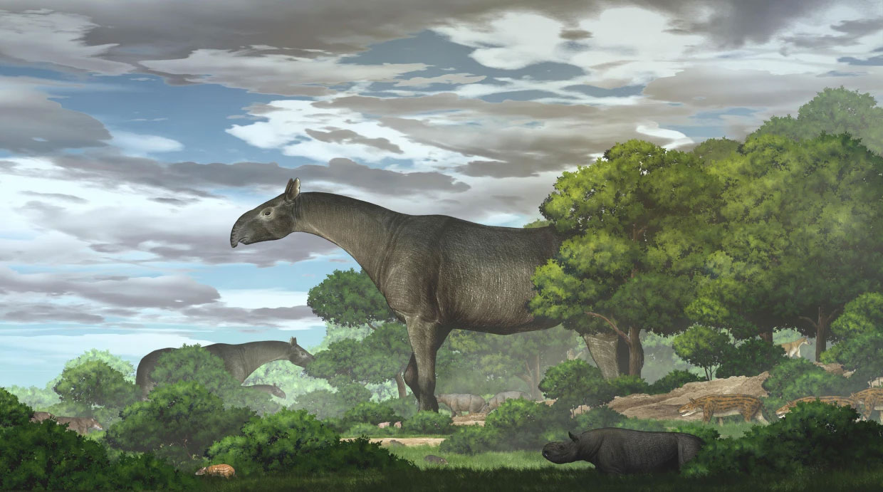 Fossils Of An Extinct Gigantic Rhinoceros Discovered In China - Legit ...